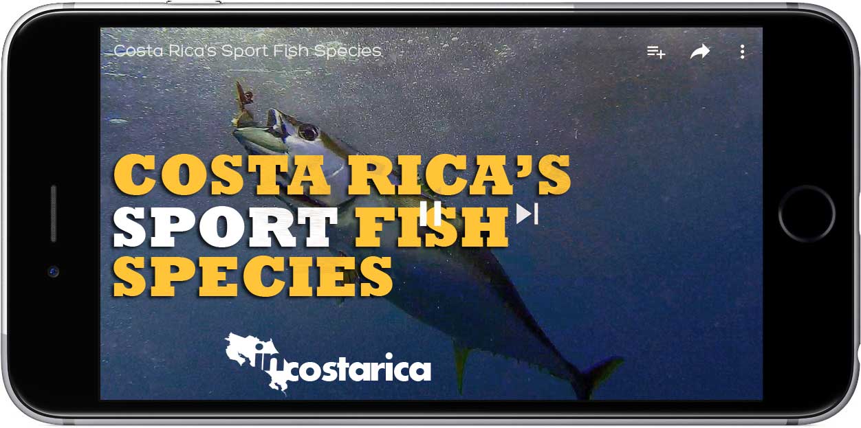 Sport-Fish-Species-VIDEO – InCostaRica